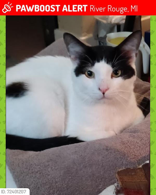 River Rouge, MI Lost Male Cat, Scotty Is Missing | PawBoost