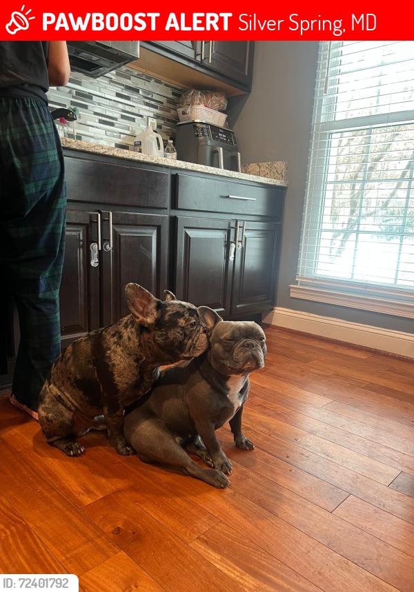 Silver Spring, MD Lost Male Dog, Thor & Sophia Is Missing | PawBoost