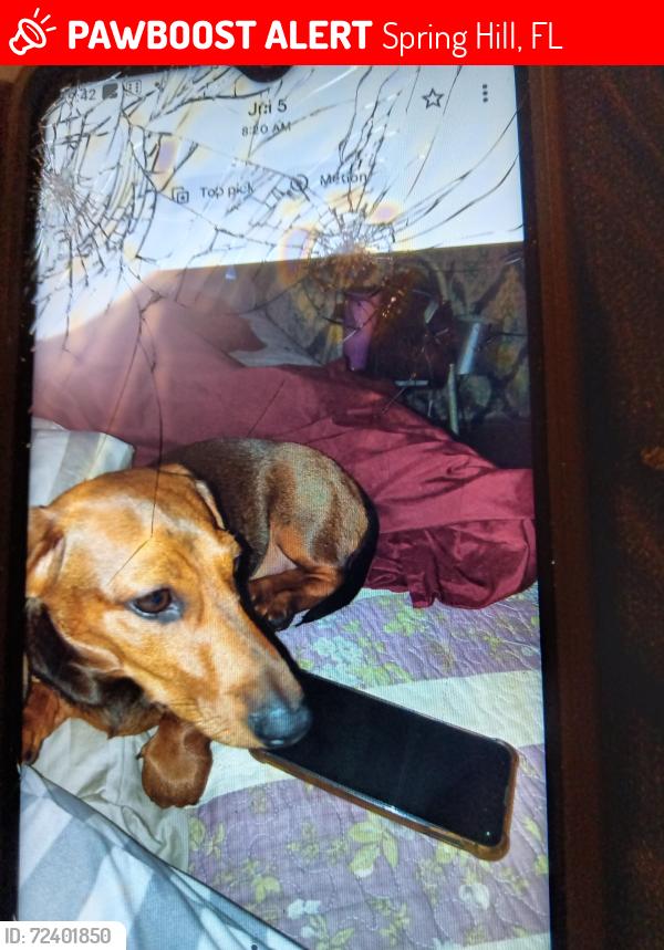 Spring Hill, FL Lost Male Dog, Charlie Is Missing | PawBoost
