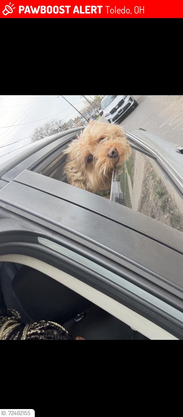 Toledo, OH Lost Male Dog, Nipsey Is Missing | PawBoost