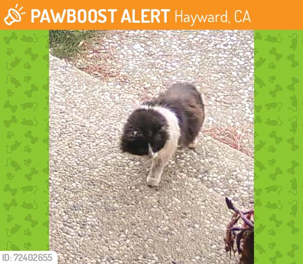 Hayward, CA Stray Cat Found Near East avenue | PawBoost