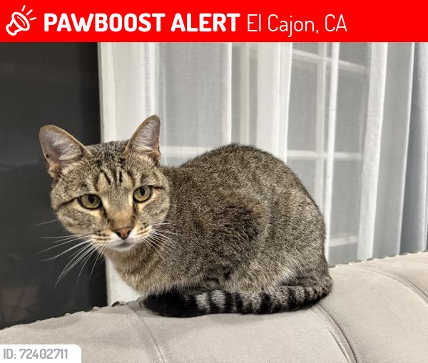 El Cajon, CA Lost Male Cat, Wilson Is Missing | PawBoost