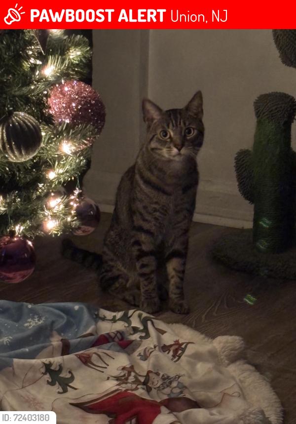 Union, NJ Lost Male Cat, Loki Is Missing | PawBoost