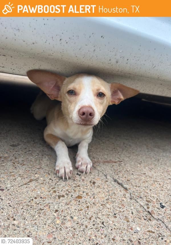 Houston, TX Stray Male Dog Found Near Big Sur Dr | PawBoost