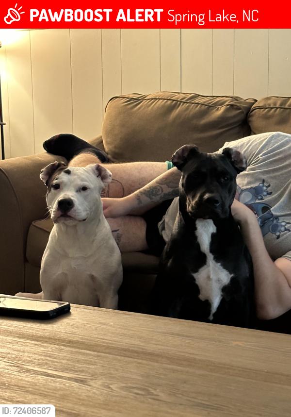 Spring Lake, NC Lost Male Dog, River & Diesel Is Missing | PawBoost