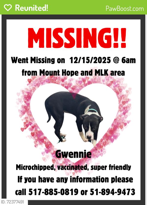 Reunited Female Dog in Lansing, MI 48910 (ID: 72377491) | PawBoost