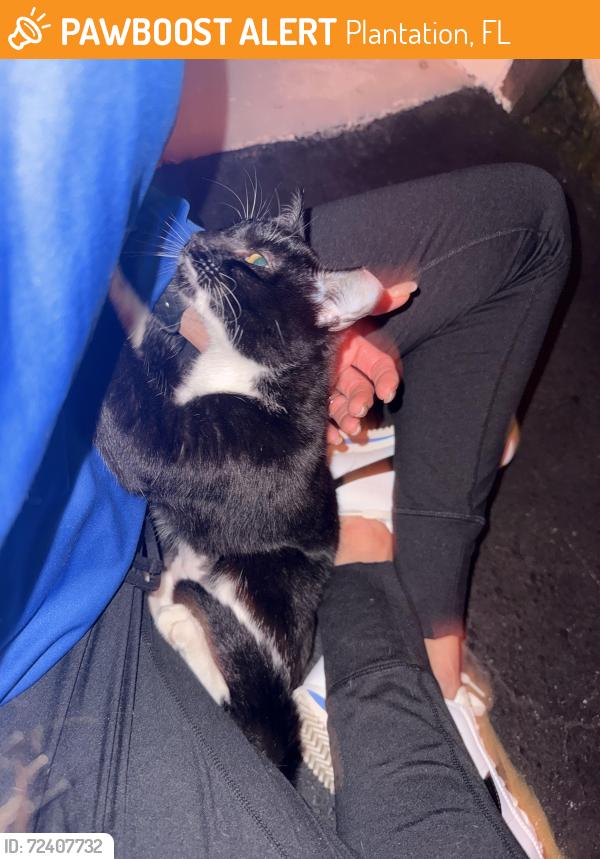 Plantation, FL Stray Cat Found Near Sunrise and pine island | PawBoost