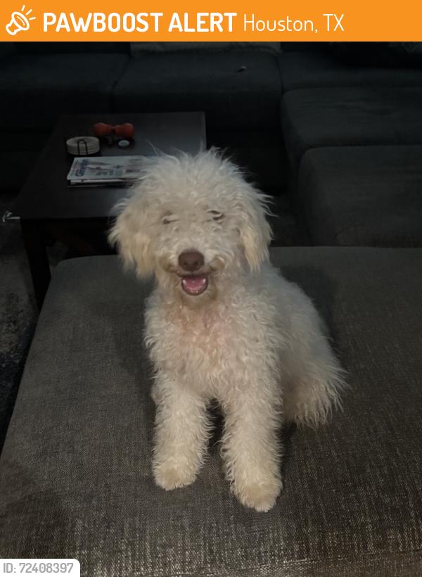 Rehomed Male Dog in Houston, TX 77002 (ID: 72408397) | PawBoost