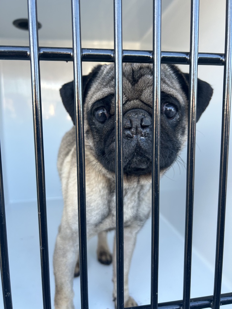 Virginia Beach, VA Lost Male Dog, Walter Is Missing | PawBoost