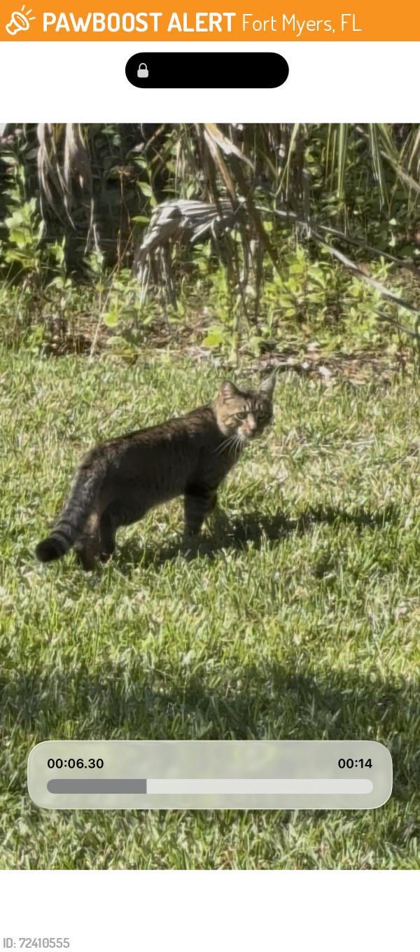 Fort Myers, FL Stray Cat Found Near In the preserve | PawBoost