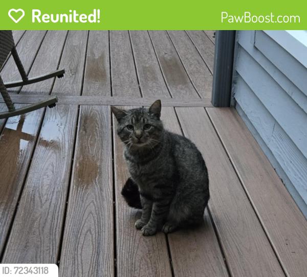 Reunited Cat in Canton, OH 44718 (ID: 72343118) | PawBoost