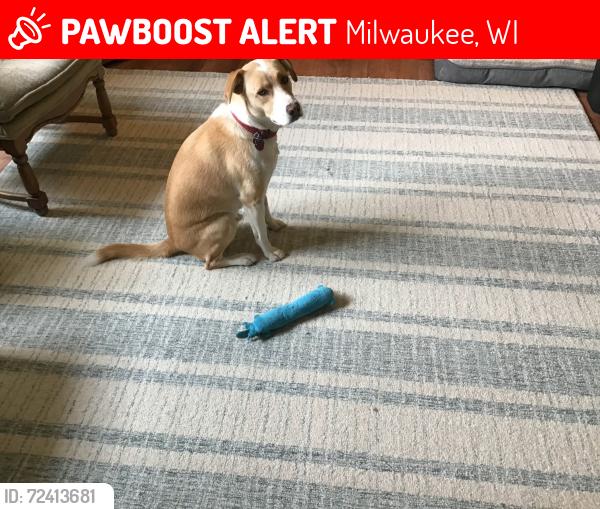 Milwaukee, WI Lost Female Dog, Mollie Is Missing | PawBoost