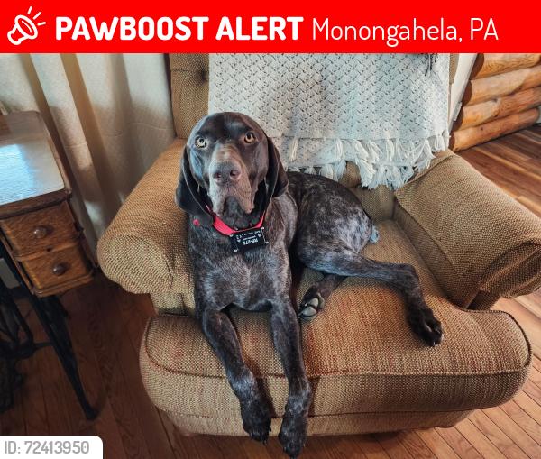 Monongahela, PA Lost Female Dog, Sally Is Missing | PawBoost