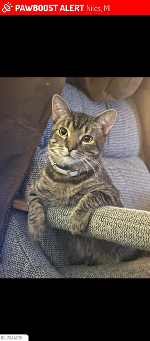 Niles, MI Lost Male Cat, Carl Is Missing | PawBoost