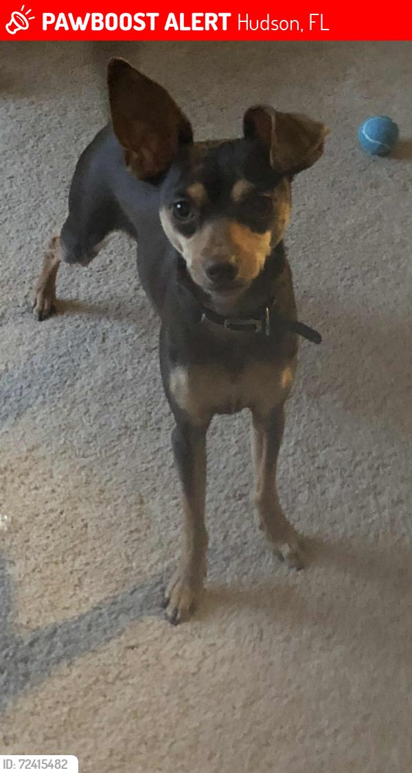 Hudson, FL Lost Male Dog, Zeek Is Missing | PawBoost
