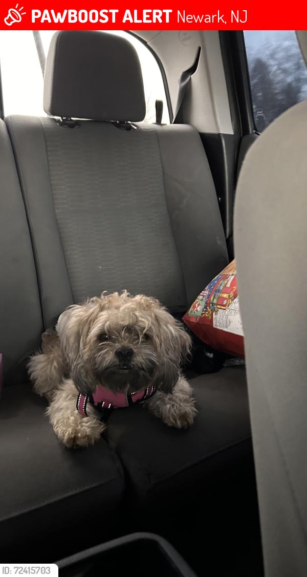Irvington, NJ Lost Female Dog, Camila Is Missing | PawBoost