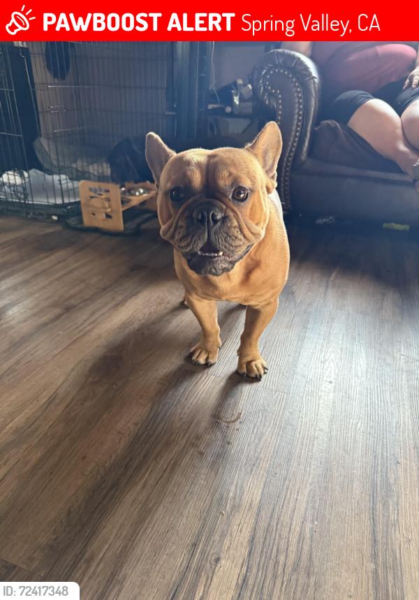 Spring Valley, CA Lost Male Dog, Scrappy Is Missing | PawBoost