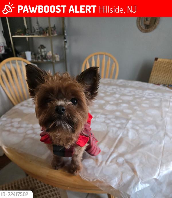 Hillside, NJ Lost Female Dog, Molly Is Missing | PawBoost