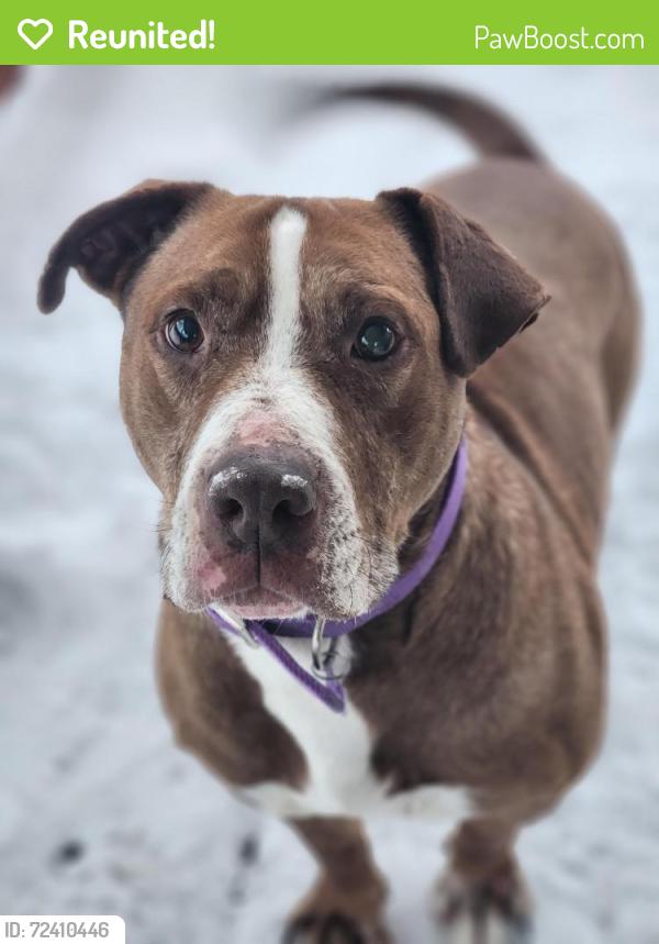 Reunited Male Dog in St. Louis, MO 63125 (ID: 72410446) | PawBoost