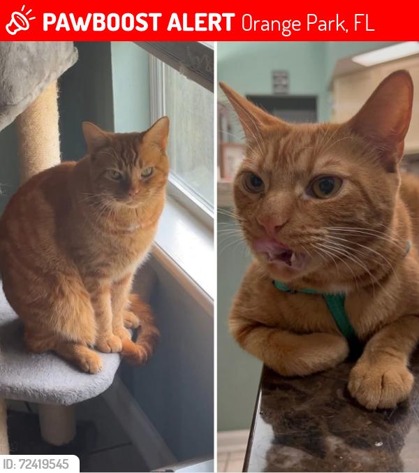 Orange Park, FL Lost Male Cat, Gear Is Missing | PawBoost