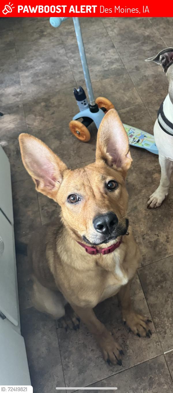 Des Moines, IA Lost Female Dog, Shayla Is Missing | PawBoost