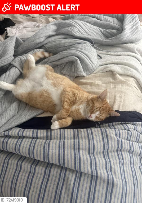 Boiling Spring Lakes, NC Lost Male Cat, Garza Is Missing | PawBoost
