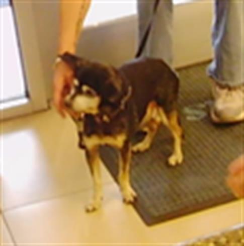 Land O' Lakes, FL Lost Male Dog, Cosmo Is Missing | PawBoost