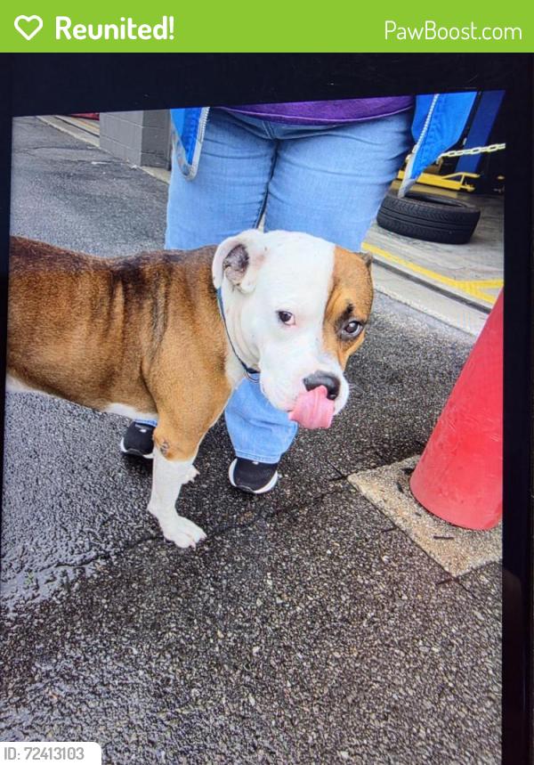 Reunited Male Dog in Rome, GA 30165 (ID: 72413103) | PawBoost