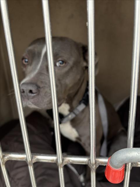 Las Vegas, NV Lost Female Dog, A1403984 Is Missing | PawBoost