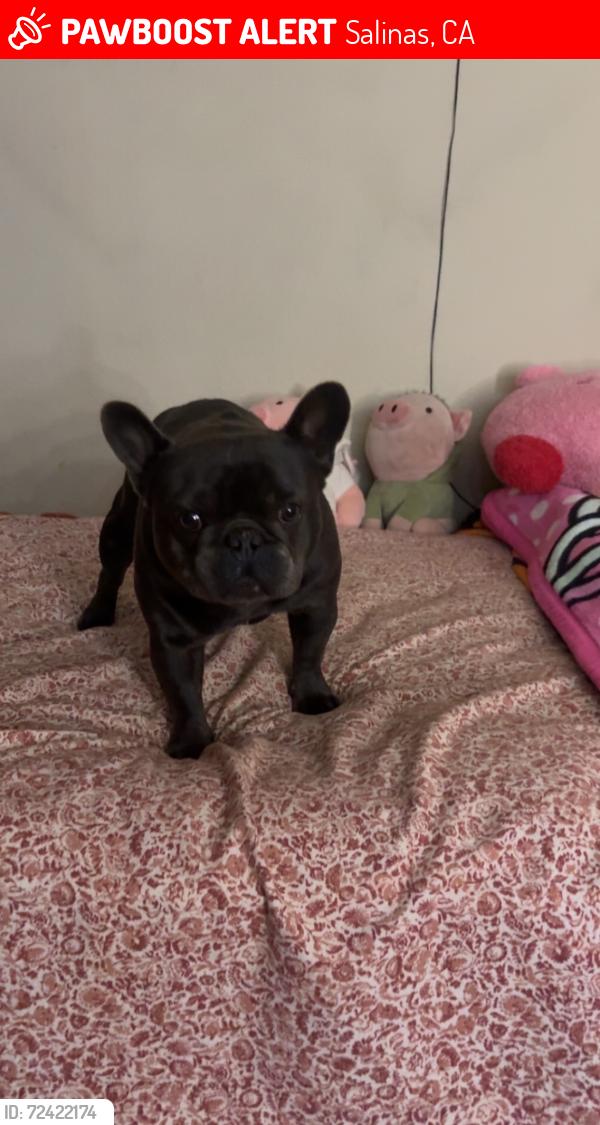 Salinas, CA Lost Male Dog, Manuelito Is Missing | PawBoost