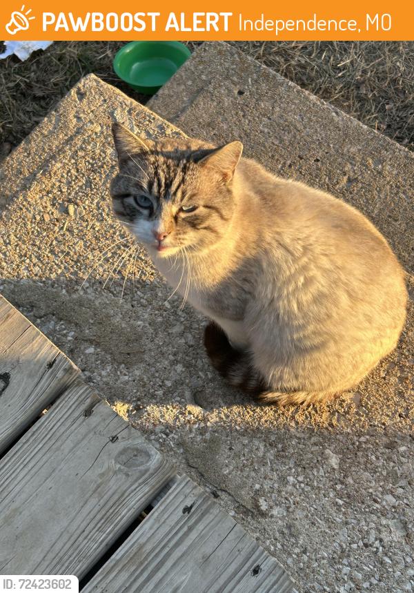 Independence, MO Stray Male Cat Found Near Independence Ave & 24 ...