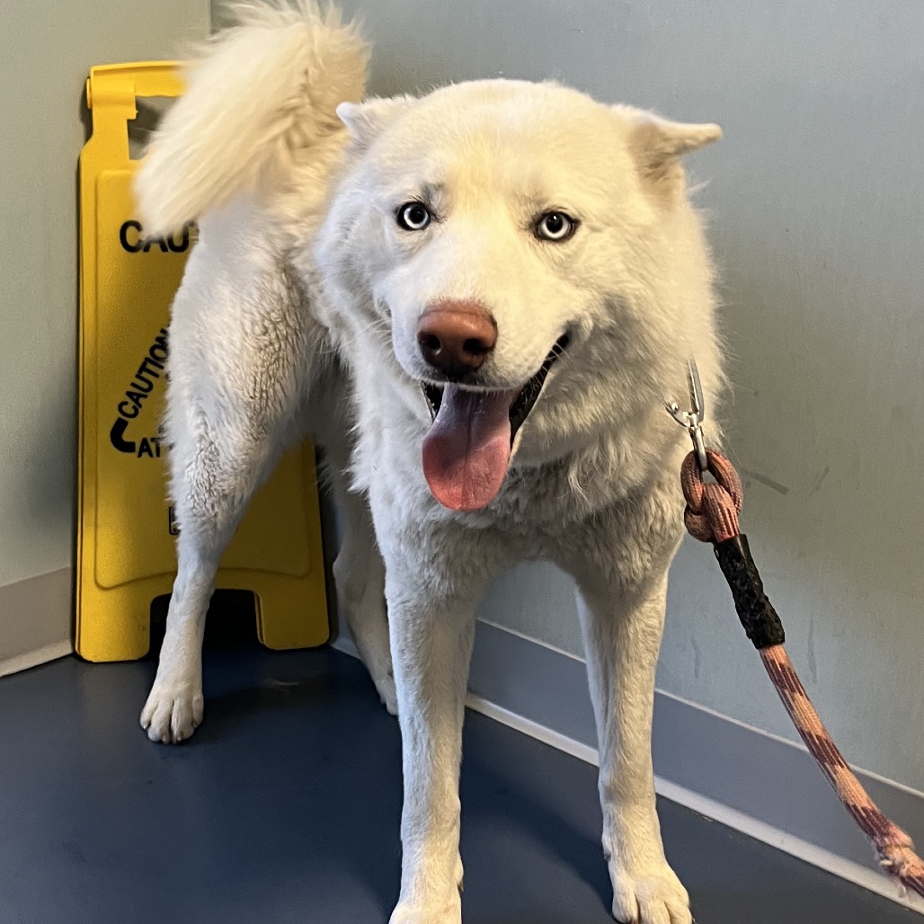 Greensboro, NC Lost Male Dog, Cream Cheese Is Missing | PawBoost