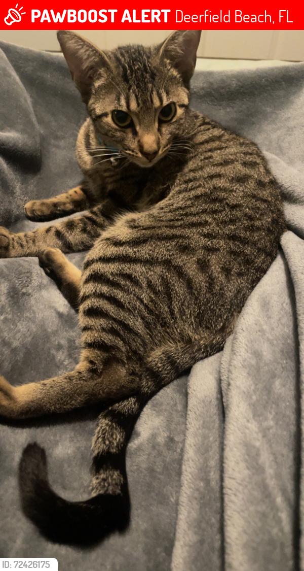 Deerfield Beach, FL Lost Female Cat, Astro Is Missing | PawBoost