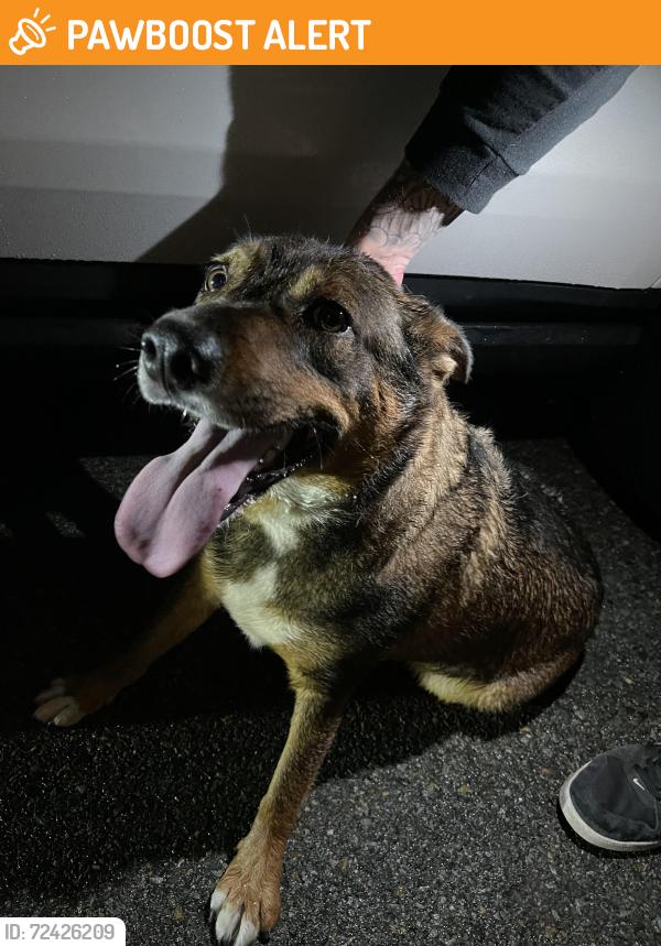 San Diego County, CA Stray Female Dog Found Near Post Oak | PawBoost