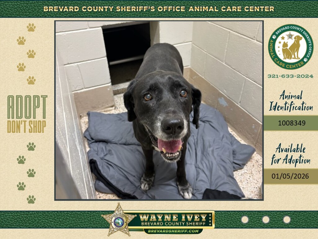 Melbourne, FL Lost Male Dog, Stray Is Missing | PawBoost