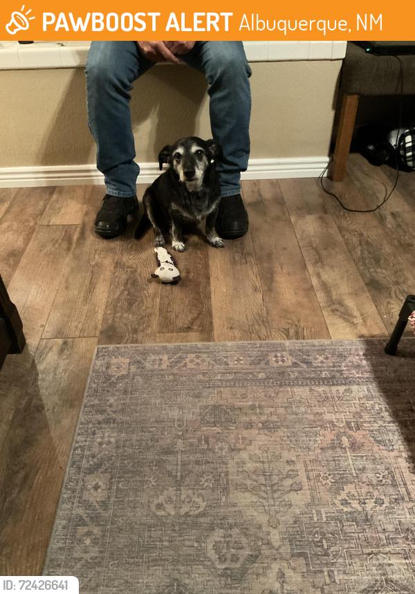Albuquerque, NM Stray Male Dog Found Near Richland Hills, NW | PawBoost