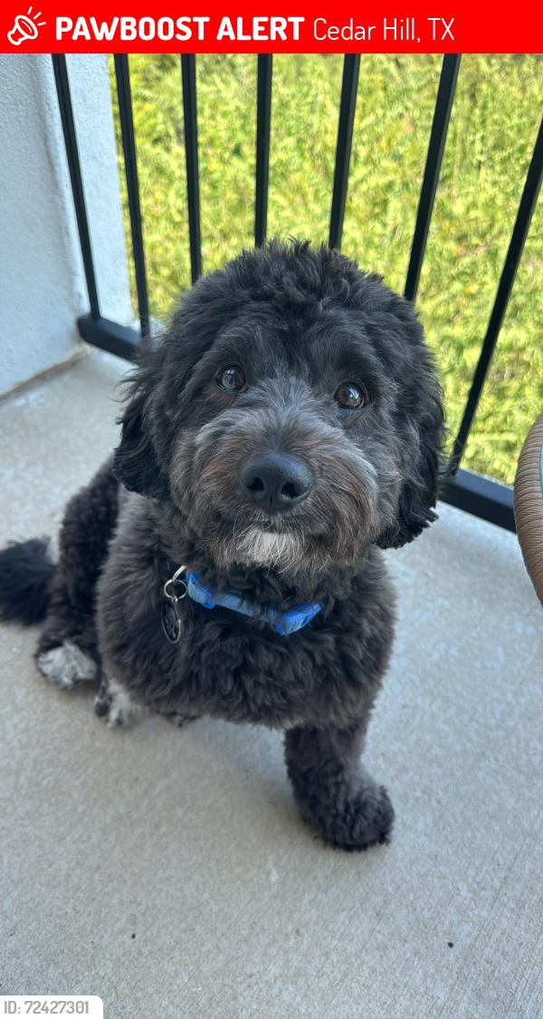 Cedar Hill, TX Lost Male Dog, Rex Is Missing | PawBoost