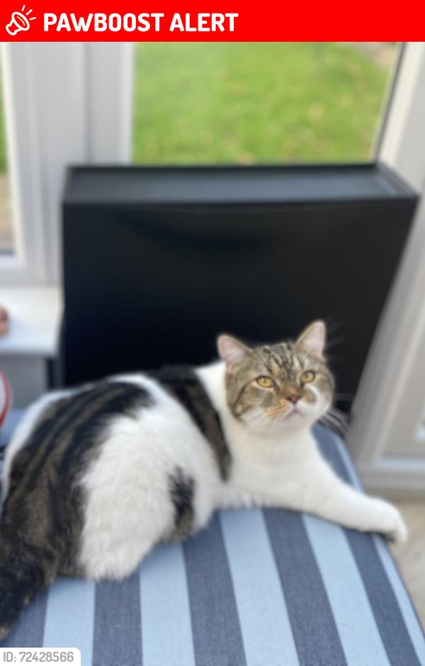 Walton-le-Dale, England Lost Male Cat, Bertie Is Missing | PawBoost