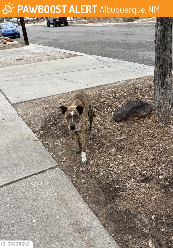 Albuquerque, NM Stray Male Dog Found Near Coal and Yale | PawBoost