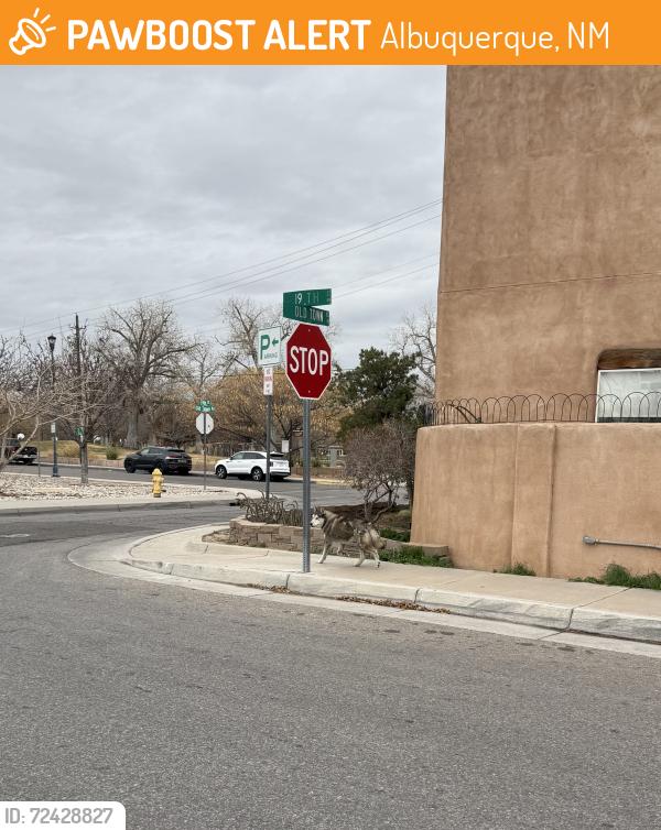 Albuquerque, NM Stray Dog Found Near 19th street and Old Town Road ...