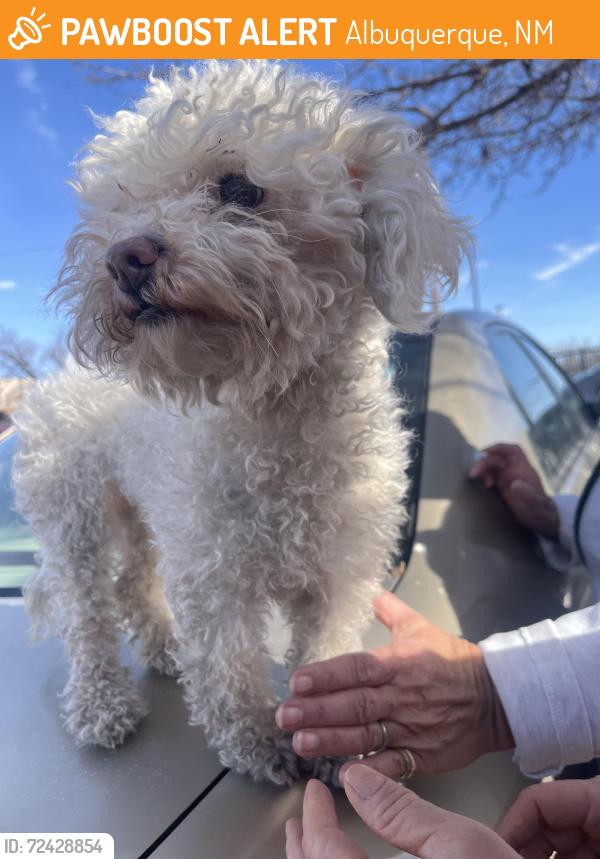 Albuquerque, NM Stray Female Dog Found Near Arenal and Tapia ...