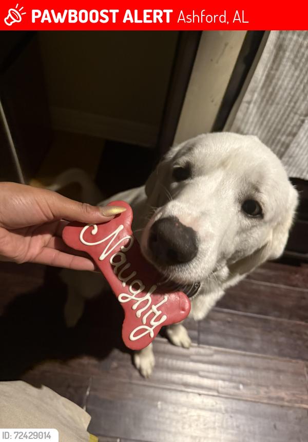 Ashford, AL Lost Male Dog, Milo Is Missing | PawBoost
