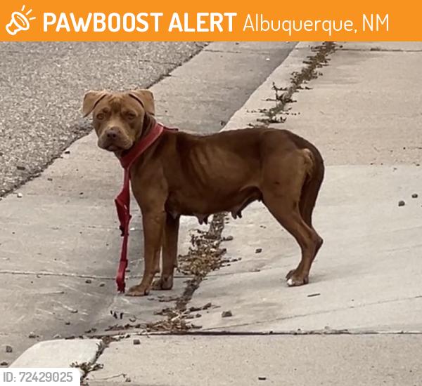 Albuquerque, NM Stray Female Dog Found Near Aspen and La Veta De NE ...