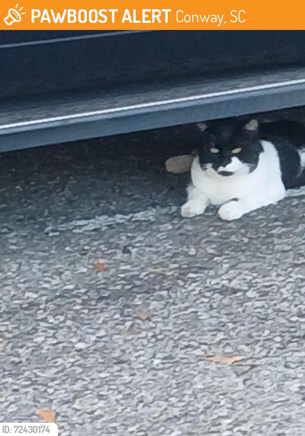 Conway, SC Stray Cat Found Near Food Lion shopping center | PawBoost