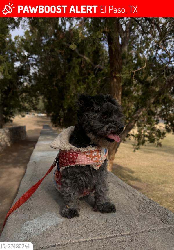 El Paso, TX Lost Female Dog, Cinder Is Missing | PawBoost