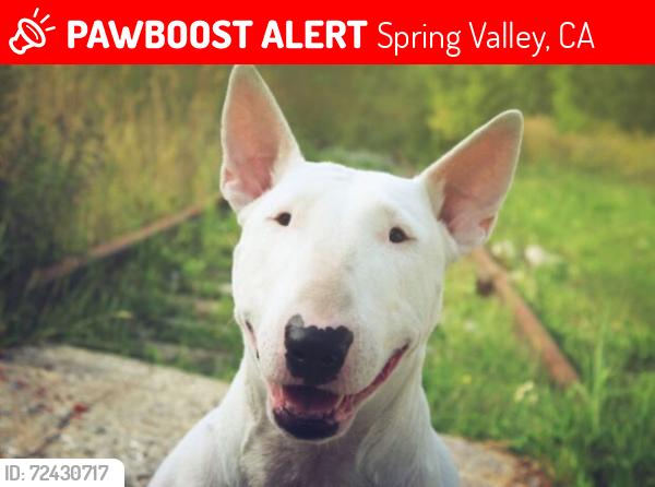 Spring Valley, CA Lost Male Dog, Usalama Is Missing | PawBoost