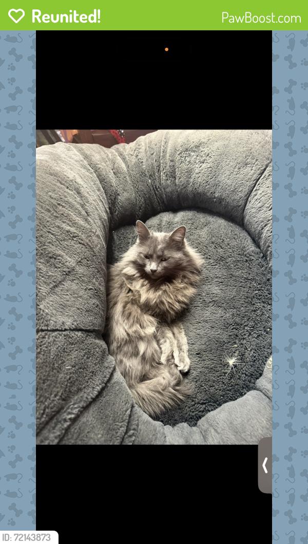 Reunited Female Cat in West Chester Township, OH 45069 (ID: 72143873 ...
