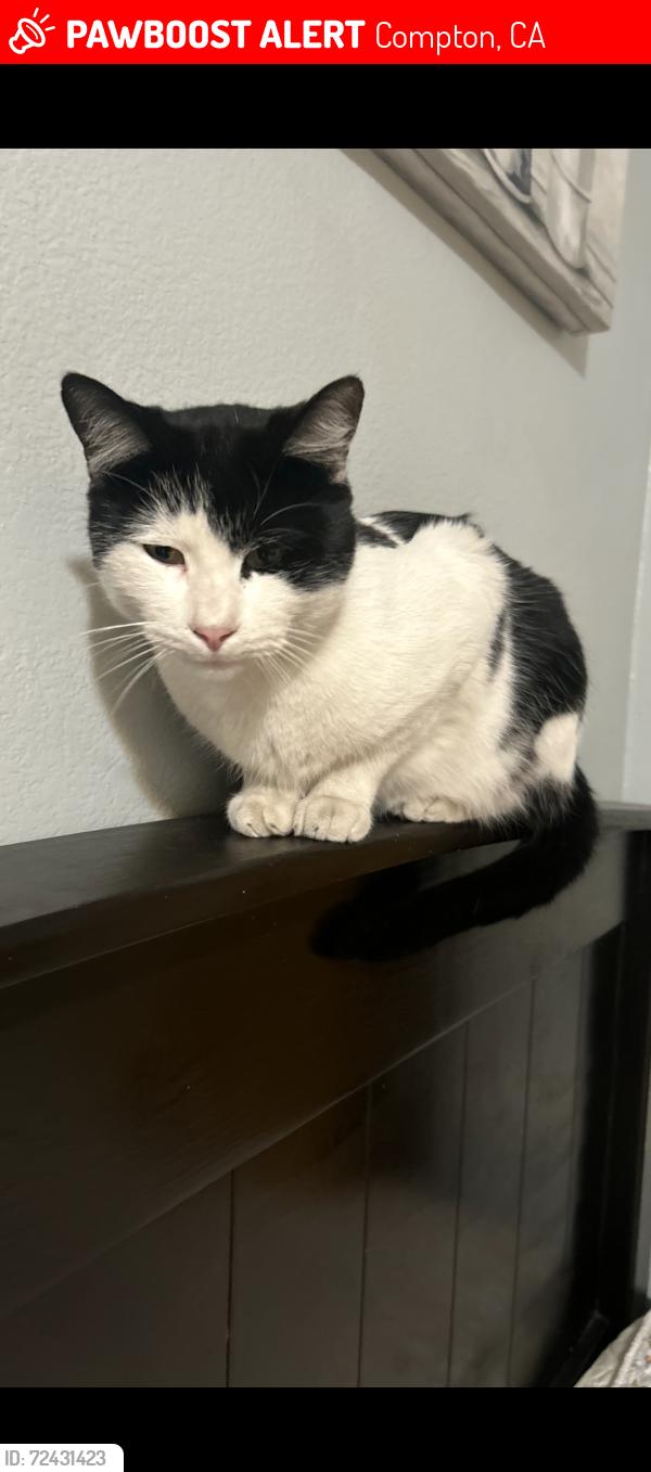 Compton, CA Lost Male Cat, Ying Yang Is Missing | PawBoost