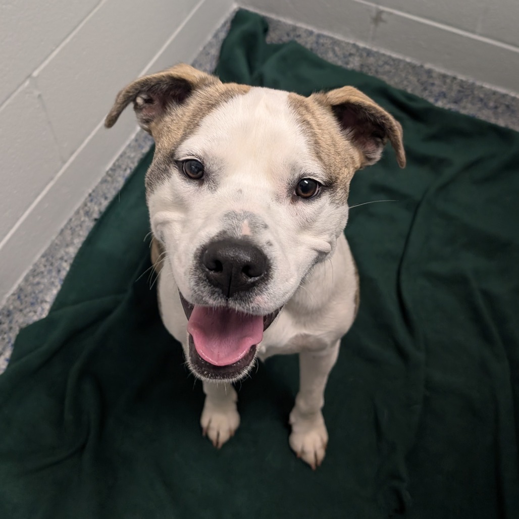 Greenville, SC Lost Female Dog, Raindrop/Nami Is Missing | PawBoost