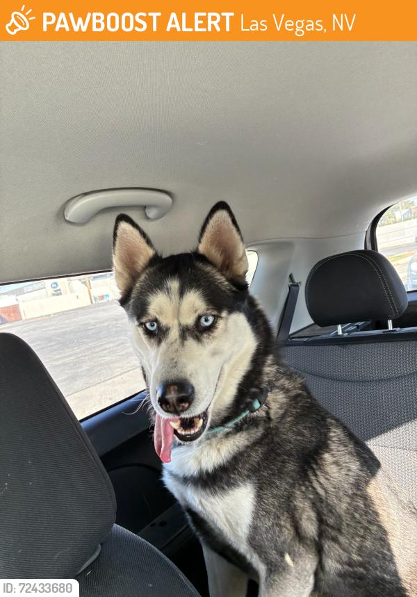 Las Vegas, NV Stray Male Dog Found Near Sloan | PawBoost